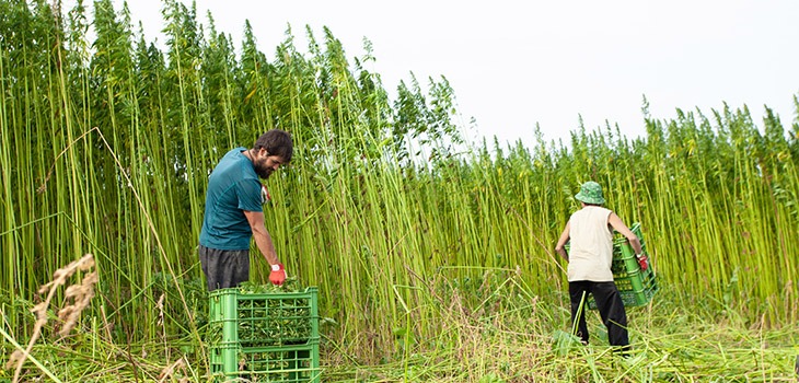 Taste the atmosphere of the hemp harvest! • Hempoint