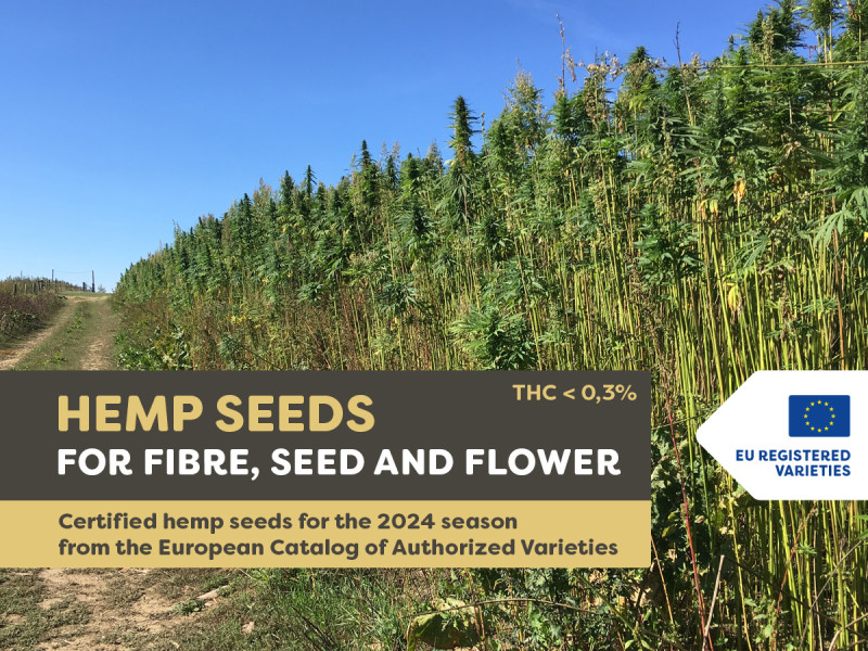 Certified seeds - Hempoint.cz | Connecting the dots